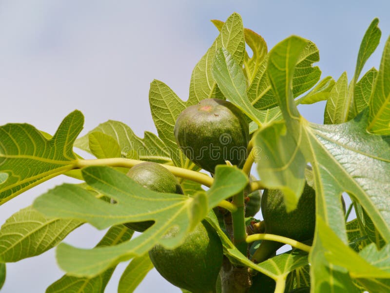 Fresh fruit in a tree stock image. Image of growth, fruitful - 33278125