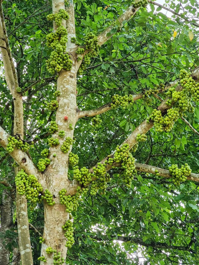 Fresh Fruit on the Tree in the Forest Stock Photo - Image of sunset ...