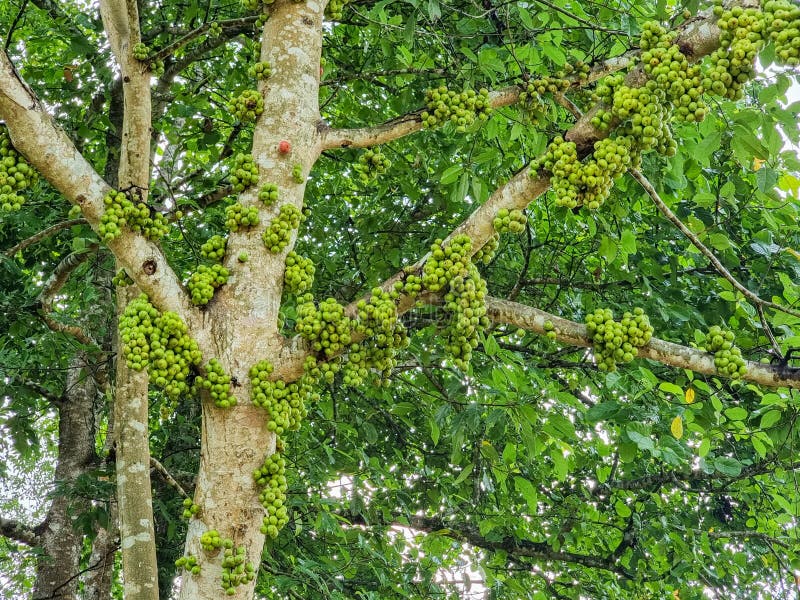 Fresh Fruit on the Tree in the Forest Stock Image - Image of nature ...