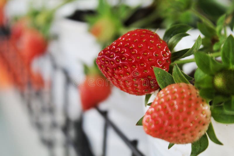 Fresh Fruities, this Little Fruit is so Sweet Taste Stock Photo - Image ...
