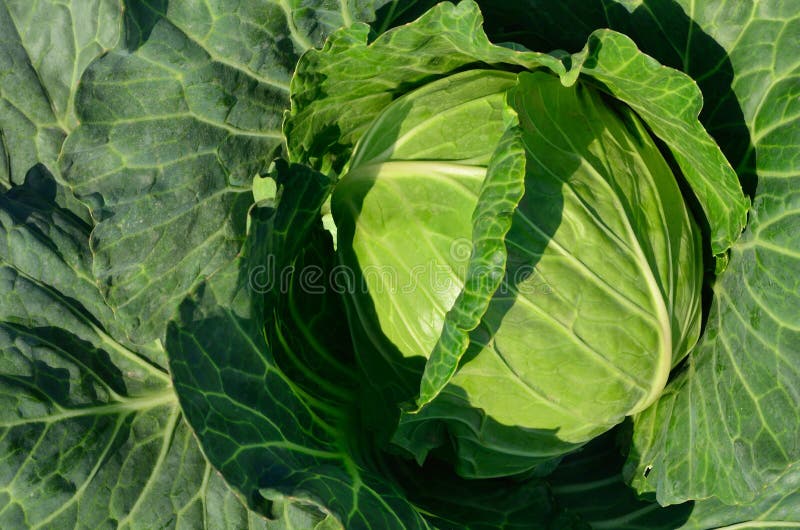 Fresh Fruiting Young Cabbage Head Stock Photo - Image of cabbage ...