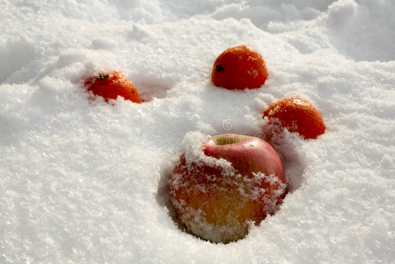 Fresh Fruits in White Snow during Winter Stock Image - Image of mood ...