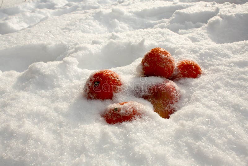 Fresh Fruits in White Snow during Winter Stock Image - Image of mood ...