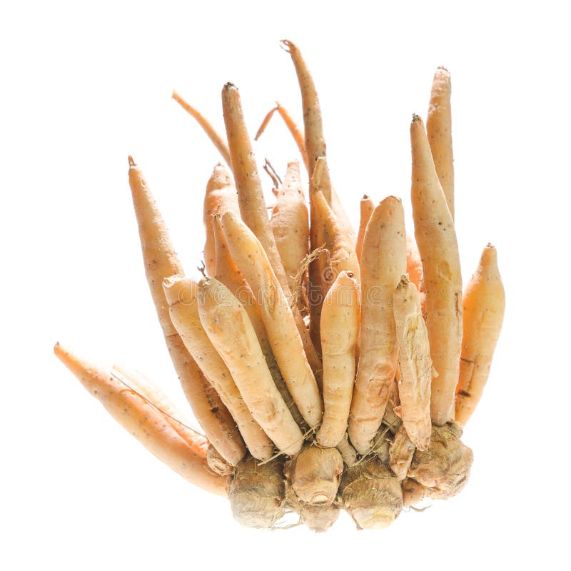 Galingale Stock Photos - Download 515 Royalty Free Photos