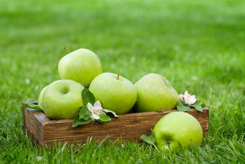 Fresh garden apples in box stock image. Image of granny - 165050719