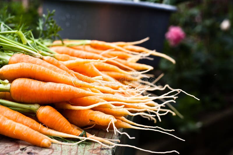 Fresh garden carrots stock image. Image of agriculture - 20171273