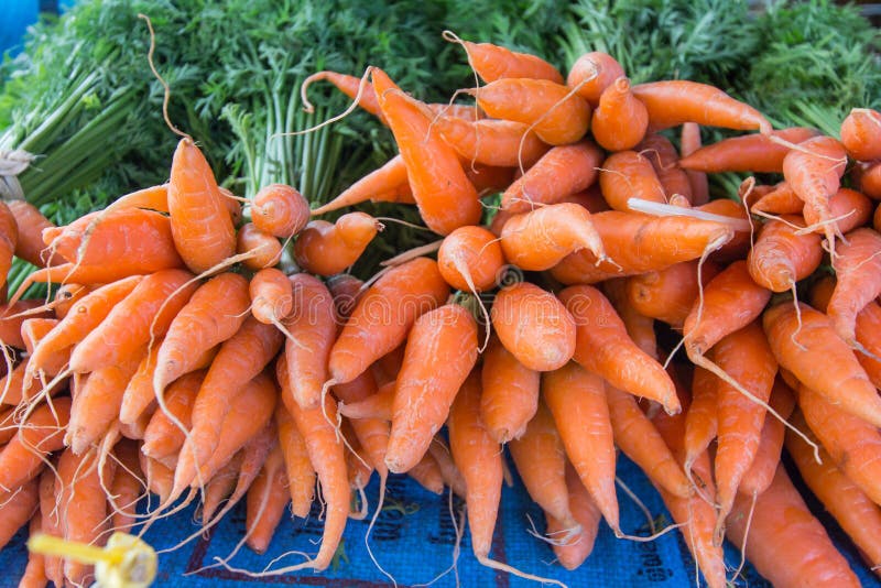 Fresh garden carrots stock photo. Image of food, background - 36006974