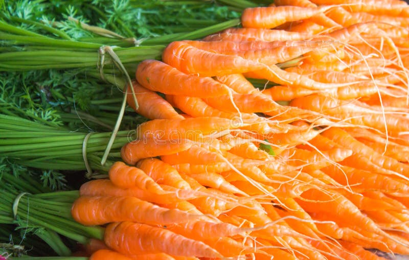 Fresh garden carrots stock photo. Image of leaf, colorful - 36742634