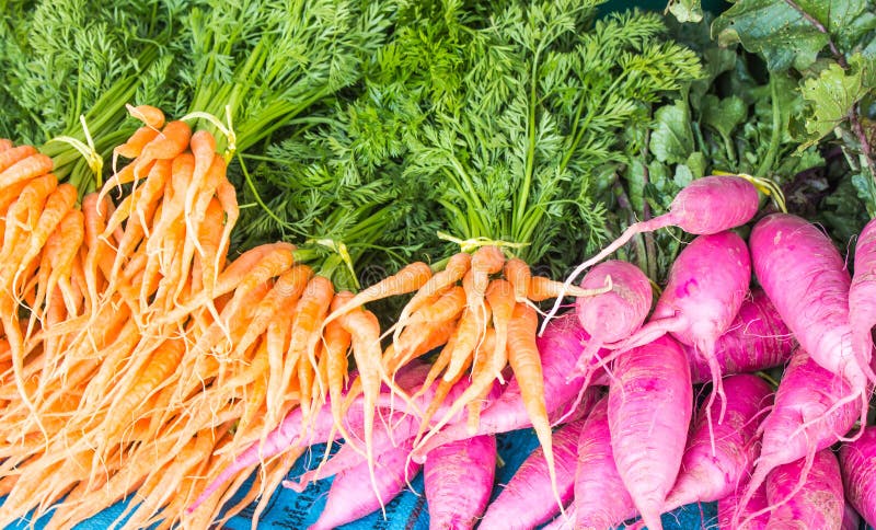 Fresh garden carrots stock photo. Image of orange, fruit - 36742686
