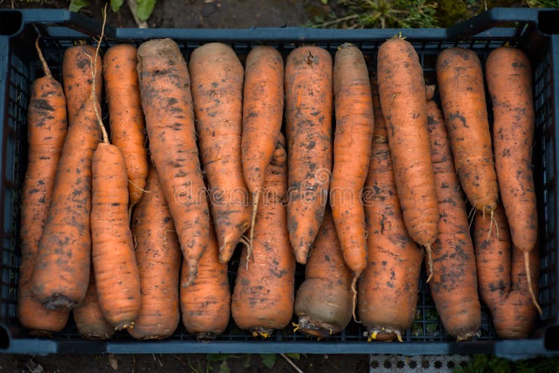 Fresh garden carrots stock photo. Image of carrot, root - 85280470