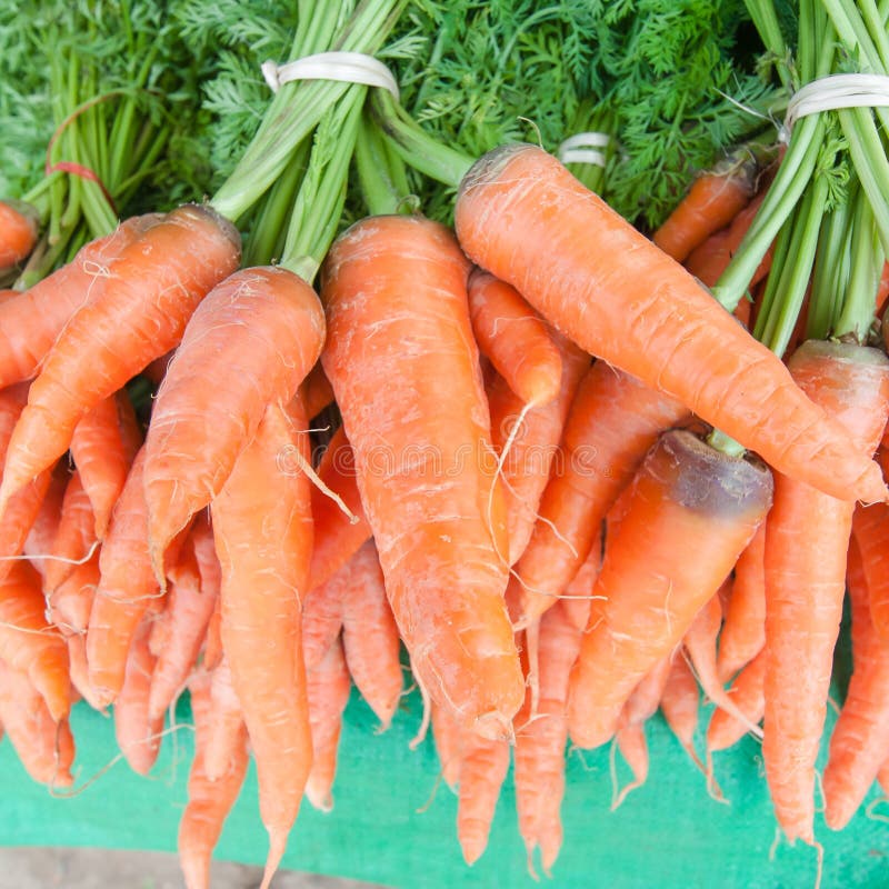 Fresh garden carrots stock photo. Image of ingredient - 39450064