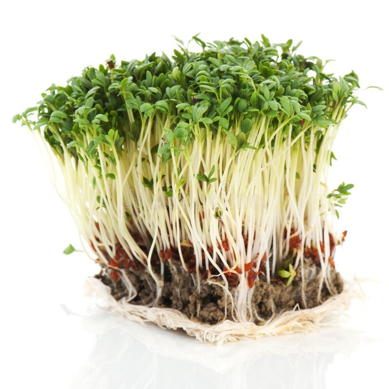 Fresh cress stock image. Image of crisp, portion, vegetarian - 13290137