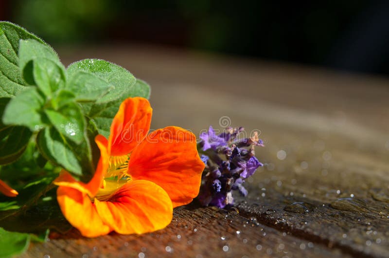 Fresh garden Flower herbs stock image. Image of herbal - 20869079