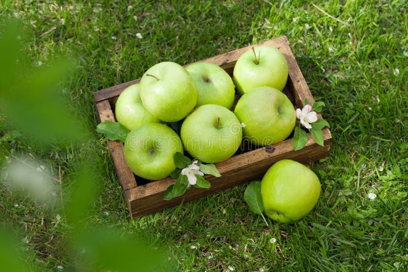Fresh Garden Green Apples in Box Stock Photo - Image of harvest, copy ...