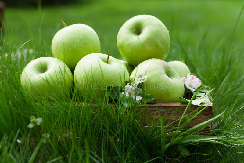 Fresh Garden Green Apples in Box Stock Photo - Image of freshness ...