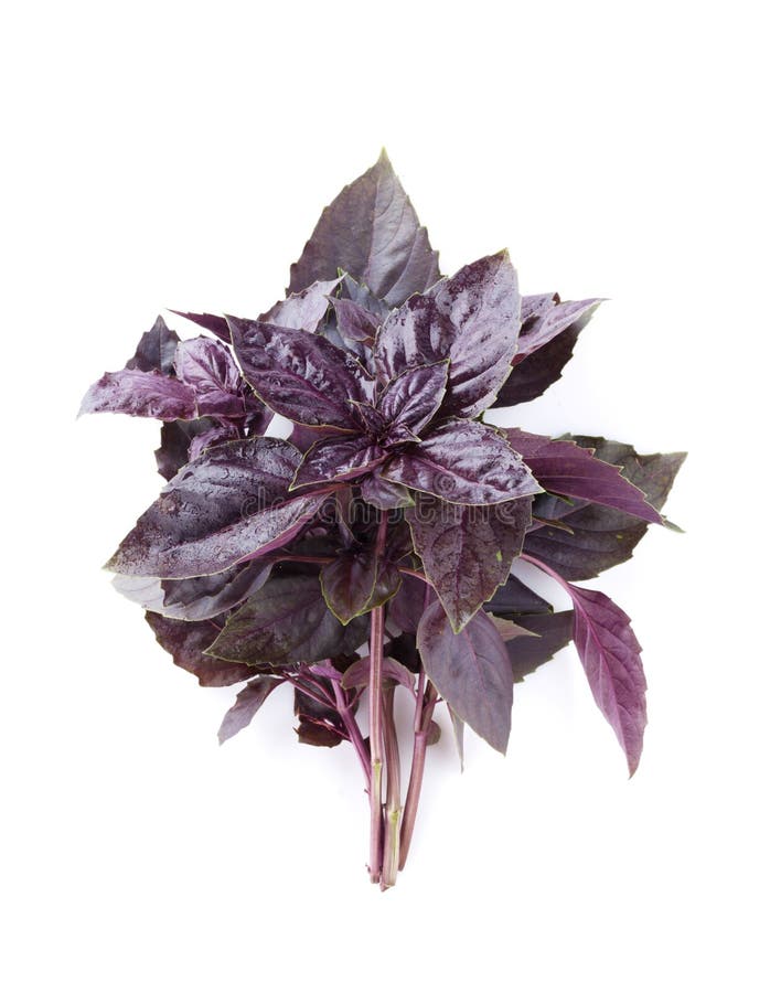Fresh Garden Herbs. Purple Basil Stock Photo - Image of natural, spice ...