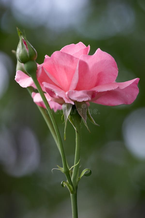 Fresh Garden Rose stock photo. Image of mothers, green - 630906