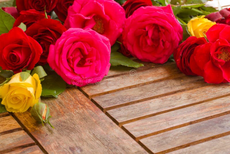 Fresh garden roses stock photo. Image of love, garden - 26568208