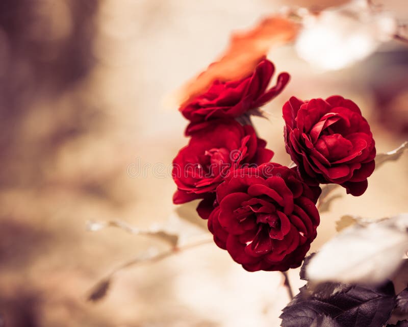 Fresh garden roses stock photo. Image of leafs, outdoor - 42577526