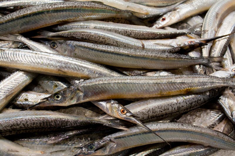 Fresh Garfish at a Fish Market Stock Image - Image of ingredients ...