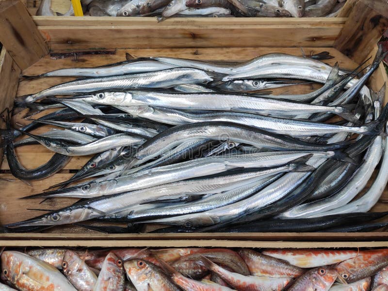 Fresh Garfish on the Market Stock Photo - Image of garfish, norwegian ...