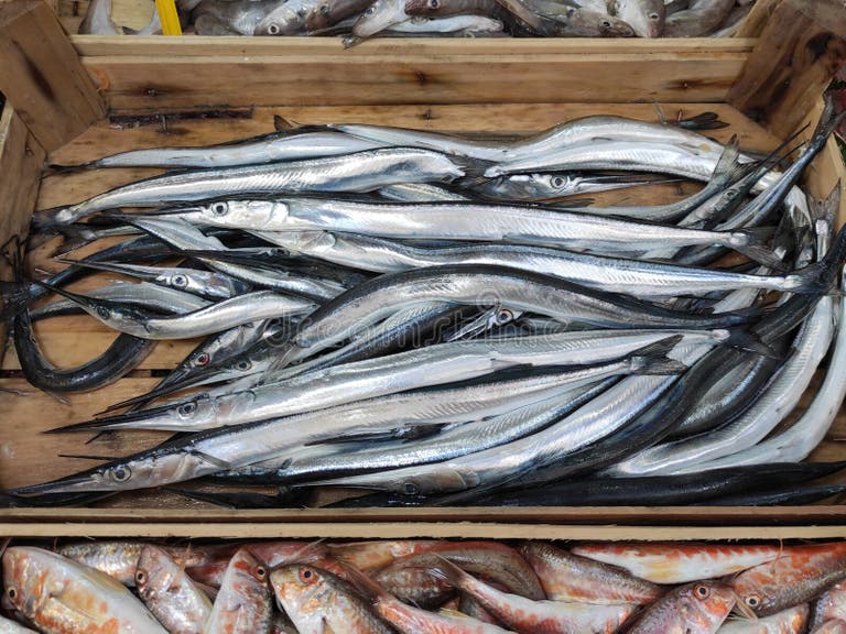 Fresh Garfish on the Market Stock Photo - Image of garfish, norwegian ...