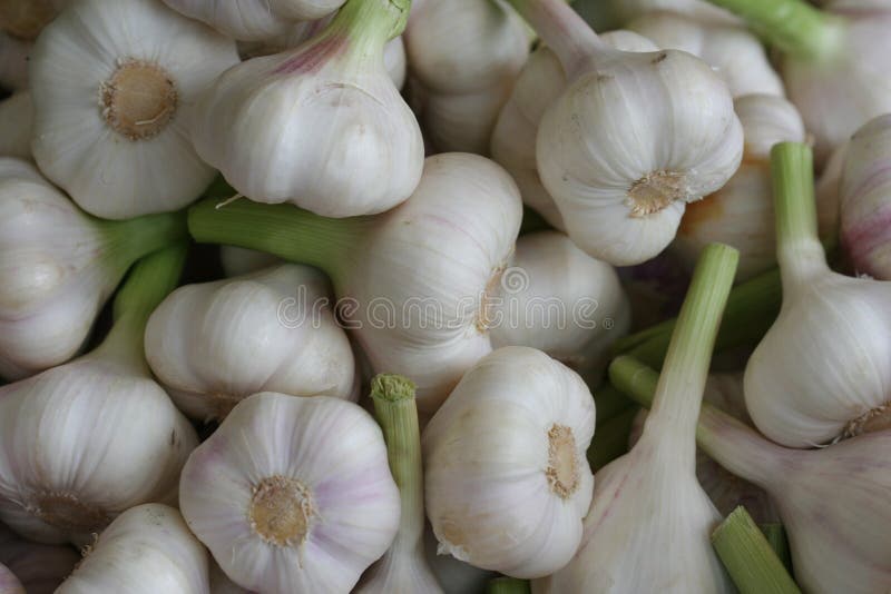Fresh Garlic stock photo. Image of recipe, freshness - 10700524