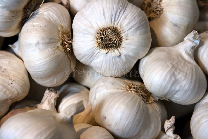 Fresh Garlic stock image. Image of garlic, spice, background - 13234111