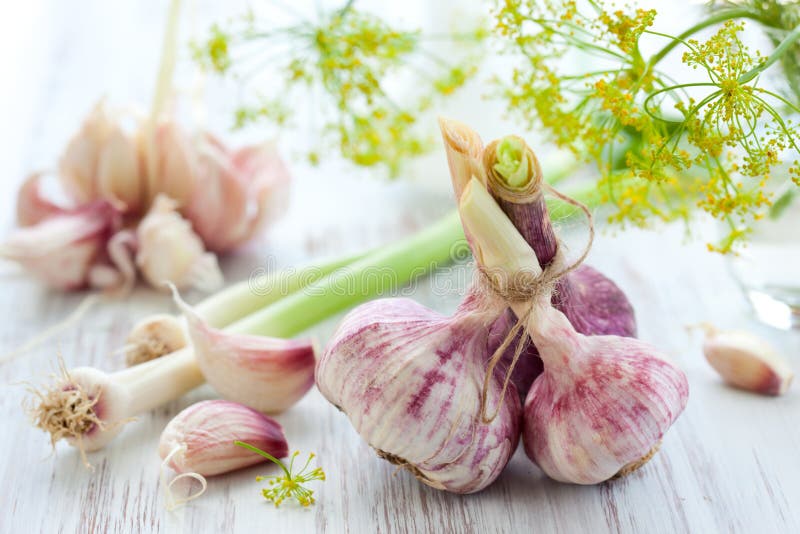 Fresh garlic stock photo. Image of freshness, horizontal - 14983558