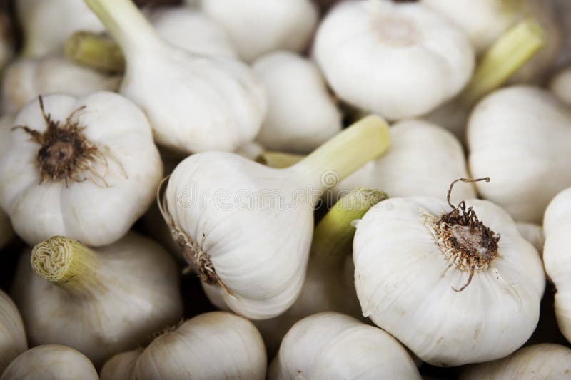 Fresh garlic stock photo. Image of allicin, diet, aroma - 22187754