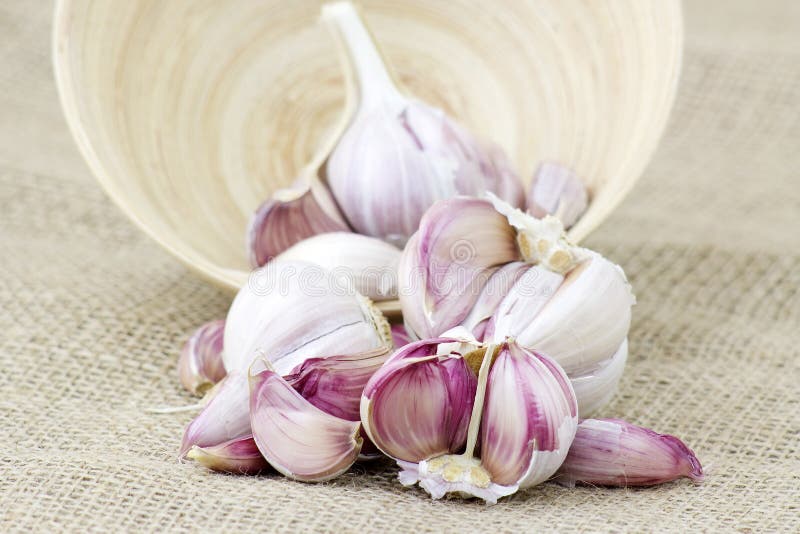 Fresh garlic stock image. Image of condiment, white, ripe - 23423297