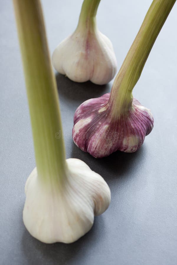Garlic stock photo. Image of color, life, objects, shot - 27812148