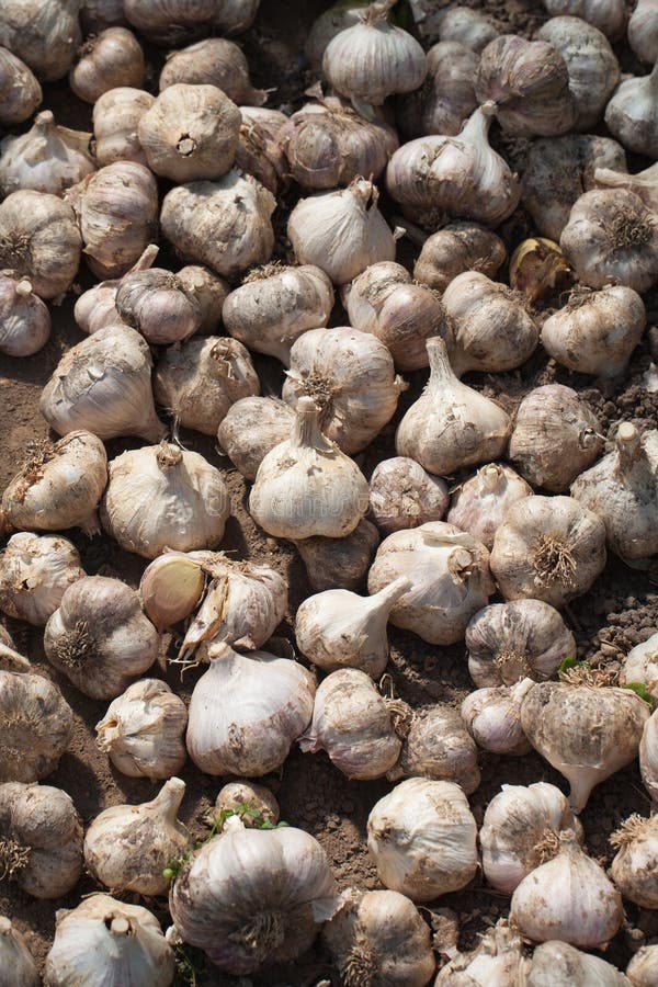 Fresh garlic. stock image. Image of ingredient, background - 26166267