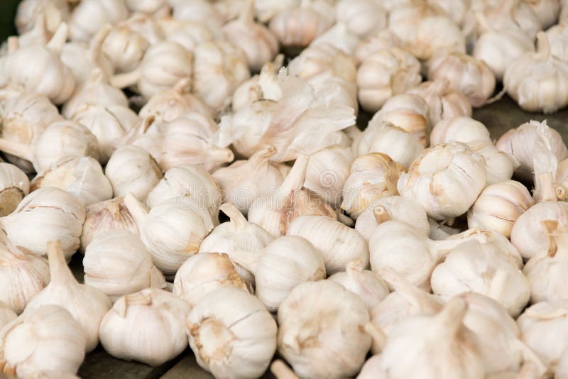 Fresh garlic stock photo. Image of garlic, vegetarian - 29426594