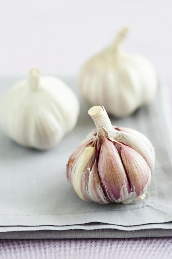 Fresh garlic stock photo. Image of still, objects, studio - 30850336