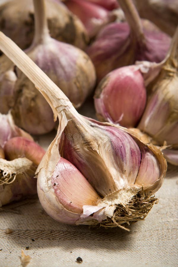 Garlic Garland stock photo. Image of condiment, gourmet - 1223298