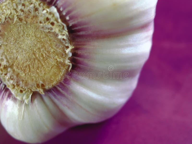 Fresh garlic 4 stock photo. Image of super, flavour, ripe - 249676