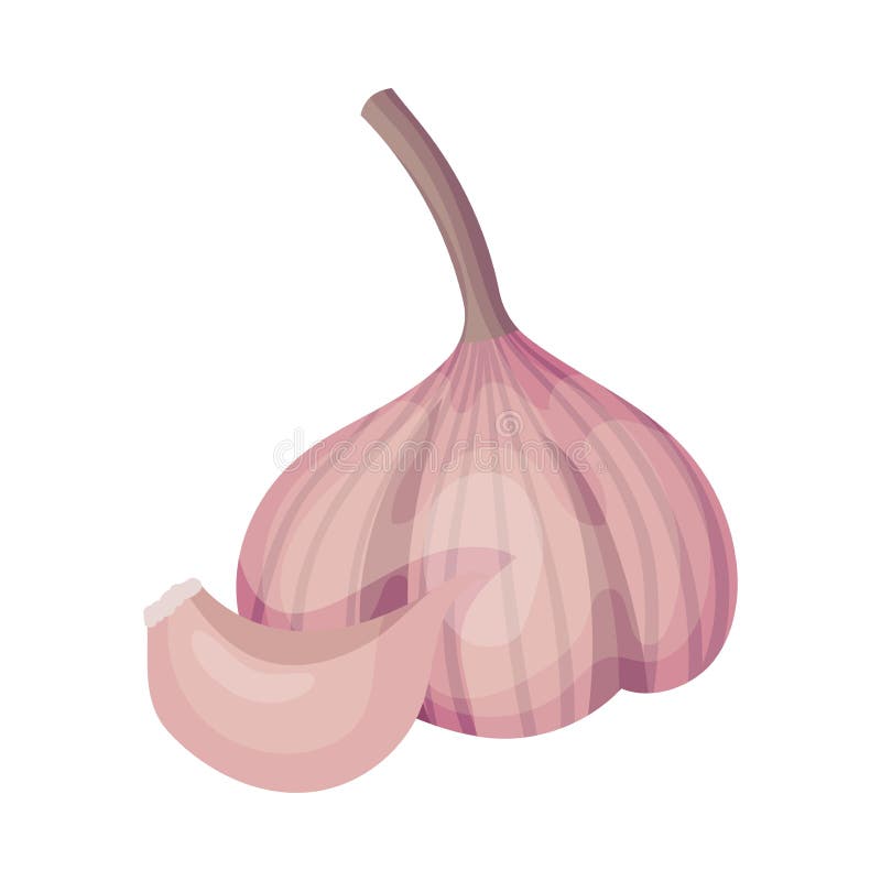 Fresh Garlic Aromatic Vegetable, Culinary Ingredient Vector ...