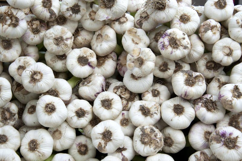 Stack of garlic in France stock photo. Image of nutrition - 277929290