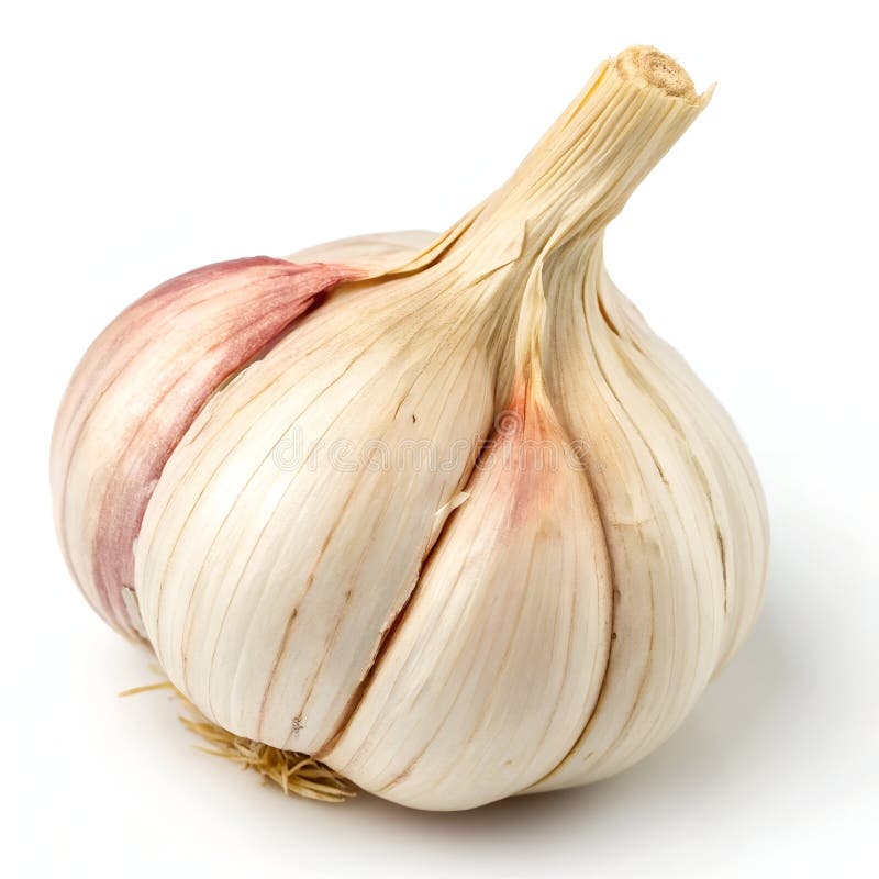 Fresh Garlic Bulb Isolated on White Background Stock Illustration ...