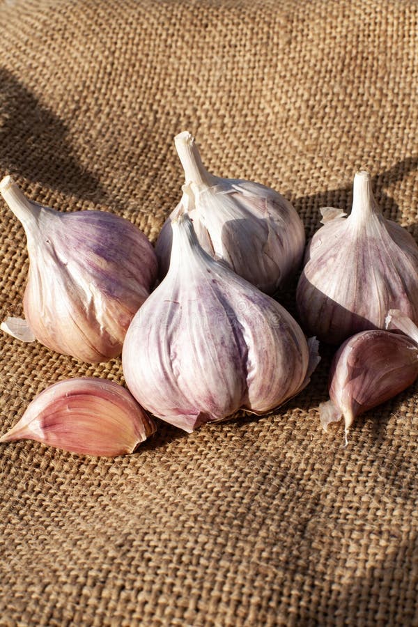 Fresh Garlic Bulbs on Burlap Fabric Stock Photo - Image of dieting ...