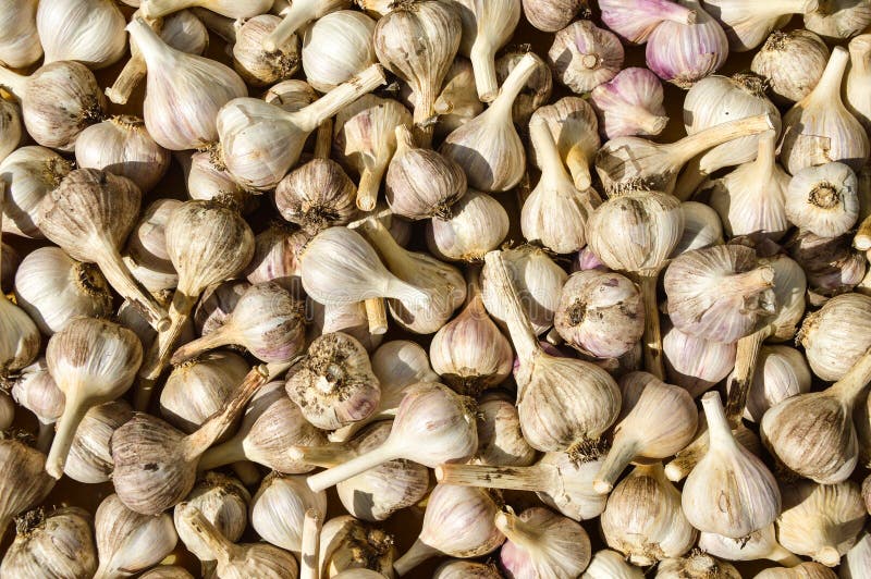 Fresh Garlic in Bulk, Dried in the Sun Stock Photo - Image of globe ...