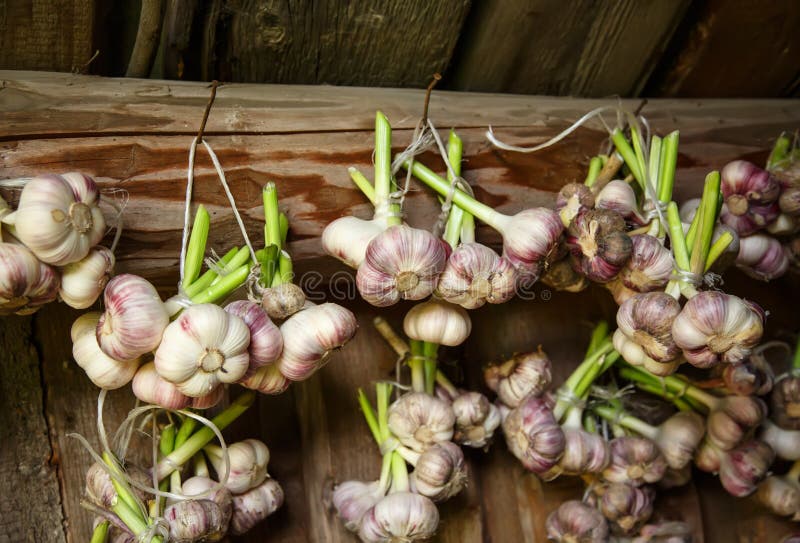 Fresh garlic in bunch stock image. Image of agriculture - 44459429