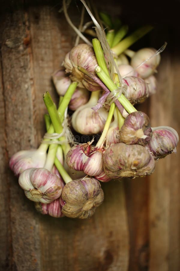 Fresh garlic in bunch stock image. Image of aromatic - 44460657