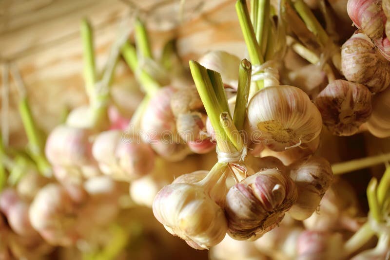 Fresh garlic in bunch stock photo. Image of rural, nutrition - 50702044