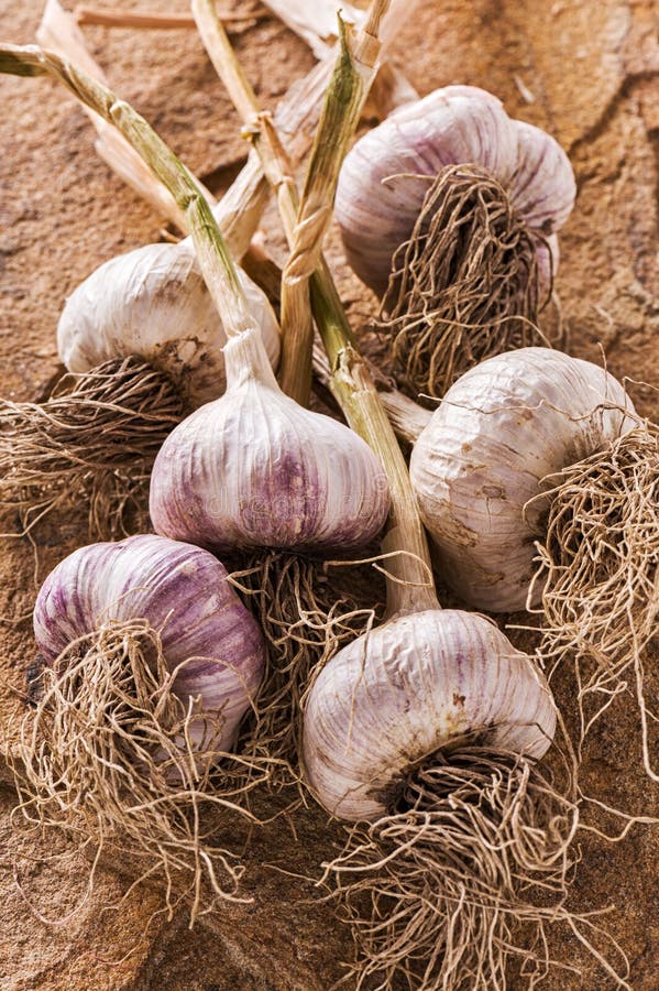 Fresh garlic stock image. Image of food, growing, botanical - 42516931