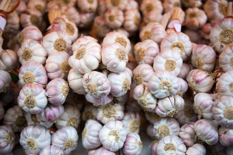 Fresh garlic in a bundle stock image. Image of plant - 49890047
