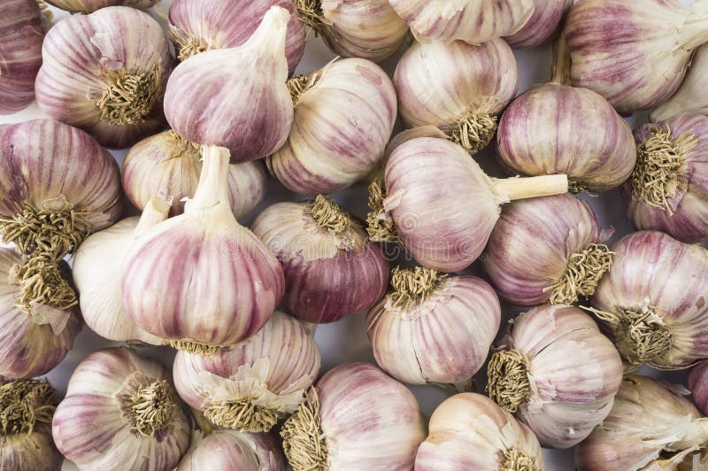 Fresh Garlic Closeup. Pile of Garlic Heads. Garlic Heap Stock Photo ...