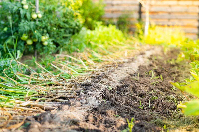 Fresh Garlic is Dried in the Garden after Being Pulled from the Soil ...