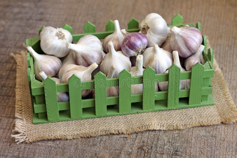 Fresh garlic in green box stock photo. Image of meal - 29920478